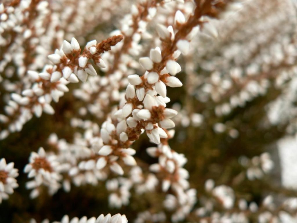 brezo-blanco | mielyjalea.com